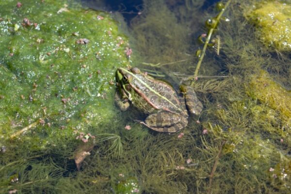 Here's "How Frogs Find Ponds"