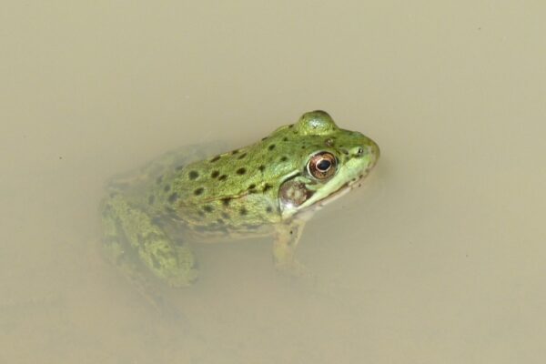 Which Species of Frogs Eat Fish (Explained)?