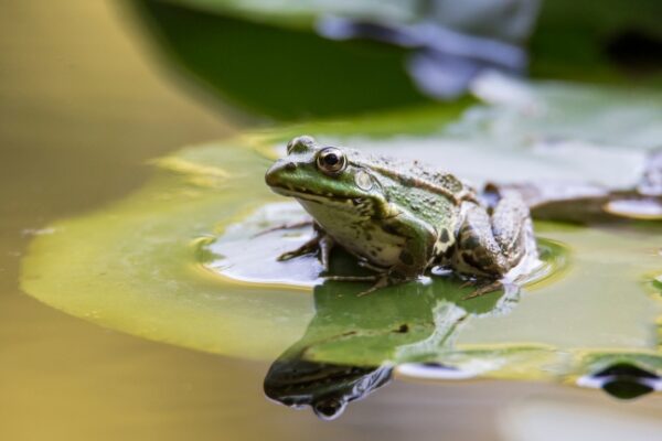 Frogs & Their Teeth (Do They Bite & Does it Hurt?)