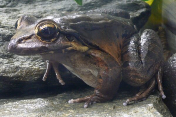 Wondering if "Frogs Eat Mice?": Let's Find Out