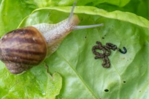 6 Reasons why Snails are Important to the Ecosystem