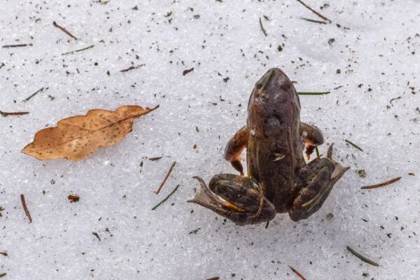 Do Frogs Carry Diseases?