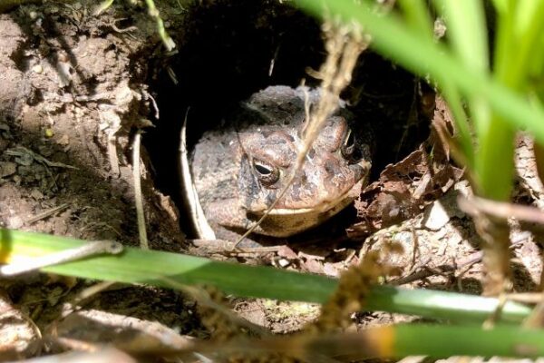 Surviving Abilites of Frogs in Winter