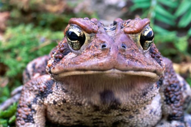 Are Frog Warts Transmittable to Humans?
