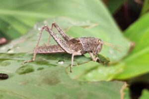 The Diversity of What Crickets Eat