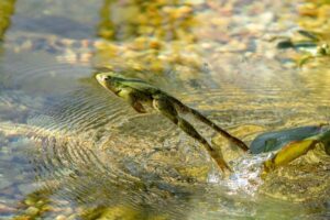Leaping Frogs: How High and How Far Can They Jump?